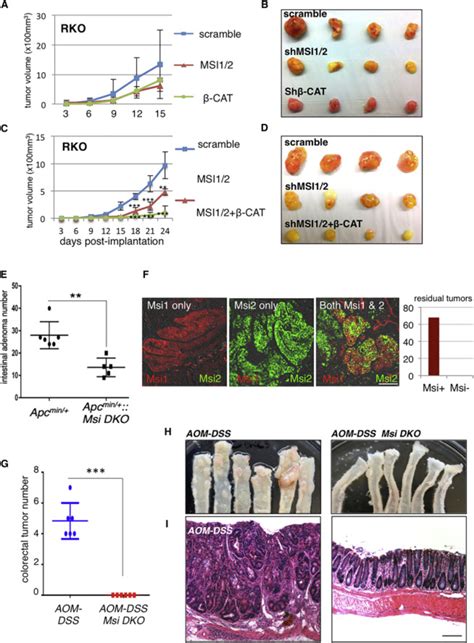Msi1msi1 And Msi2msi2 Cooperate To Promote Tumor Growth In Vivo
