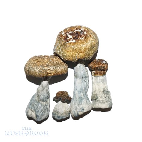 Melmac Dried Themushroom