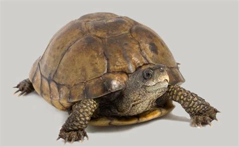 Box Turtles Facts Care Health Checkups And Food Petmoo