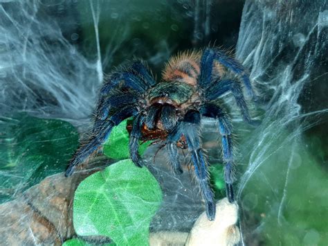 0 1 Juvenile Gbb Arachnoboards