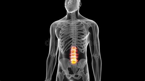 Lumbar Spine L 2 Bone Anatomy For Medical Concept 3d Animation Stock