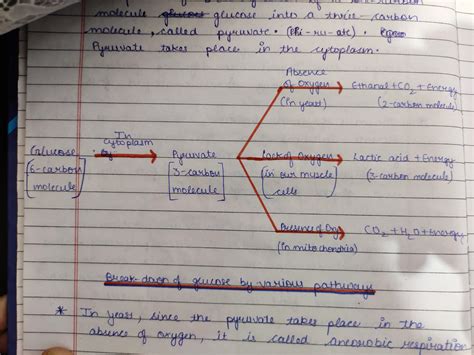 Draw A Flow Chart To Show The To Show The Breakdown Of Glucose By