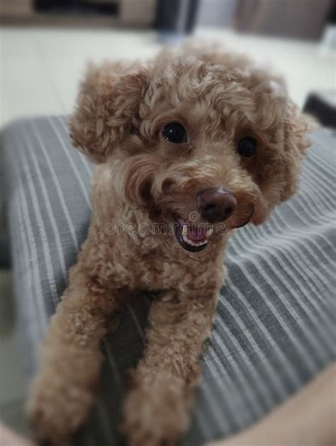 Happy Female Poodle Stock Image Image Of Blonde Happy 316731871
