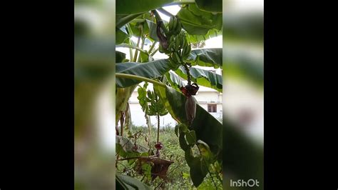 Baanana Lover Youtube