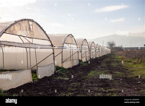 Greenhouse In A Farm Greenhouse Cultivation As An All Season Fruit And Vegetable Growing