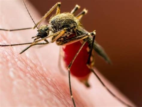 Dengue Cases In Delhi दिल्ली में डेंगू का आतंक