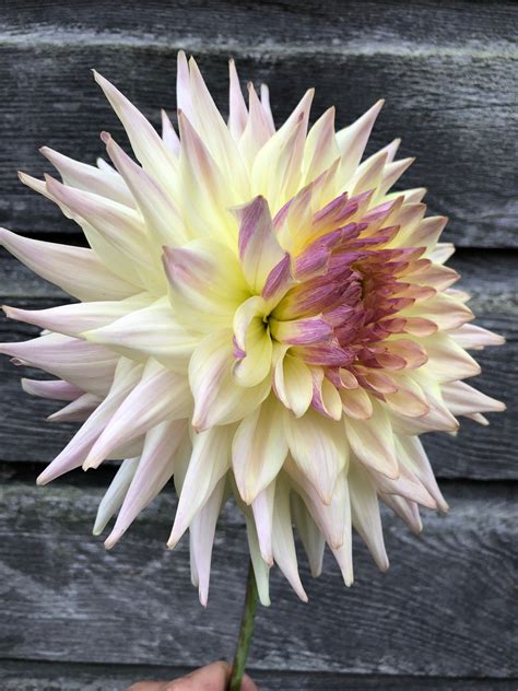 Netherton Cindy The Farmhouse Flower Farm