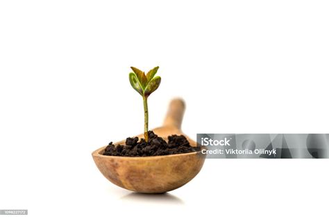 흰색 바탕에 나무로 되는 숟가락에 지상에서 성장 하는 나무 또는 식물의 작은 새싹 근접 격리 크리에이 티브 아이디어 복사 공간