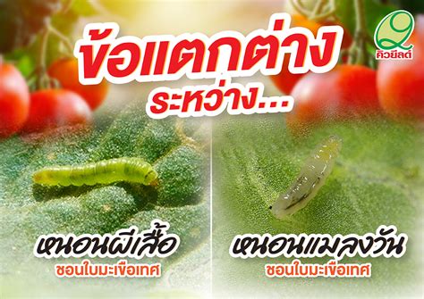 ข้อแตกต่างระหว่างหนอนผีเสื้อ Vs หนอนแมลงวัน ชอนใบในมะเขือเทศ