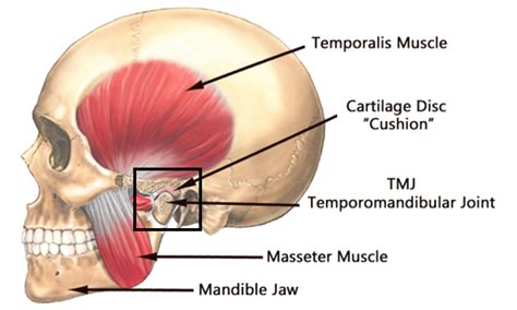 TMJ Treatment In Zanesville TMD TMJ Problems Zanesville Dentist Dr Andy Fuhriman Dr