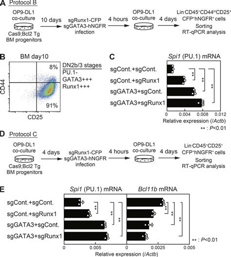 deletion of runx1 and gata3 induces derepression of spi1 expression in
