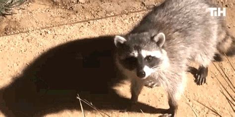 When The Sysadmin Caught Us Messing Around In Production The Coding Love Programmer Humor