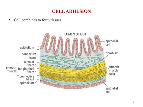 Cell Adhesion Molecules And Matrix Proteins Pptx