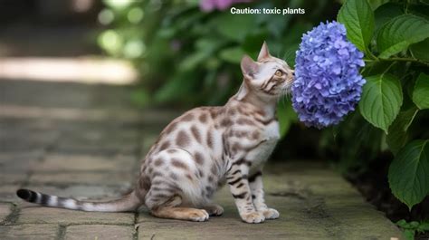 Hydrangeas And Cats Plant Toxicity Guide