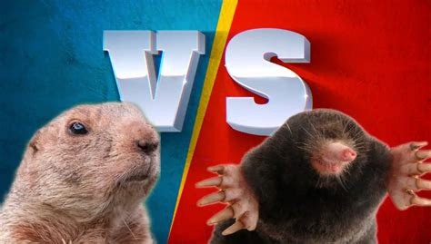 Gopher Vs Groundhog Top 10 Differences Gopher Nuts