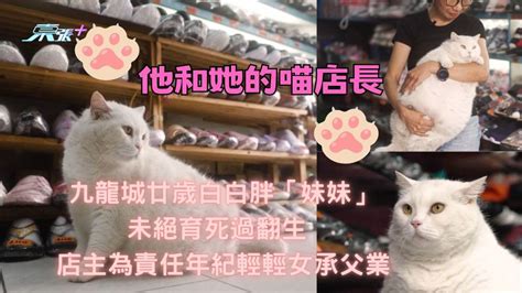 他和她的喵店長｜九龍城廿歲白胖「妹妹」未絕育死過翻生 店主為責任女承父業 東張