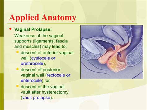 Anatomy Of Female Genital System Dr Osman 2 Pptx