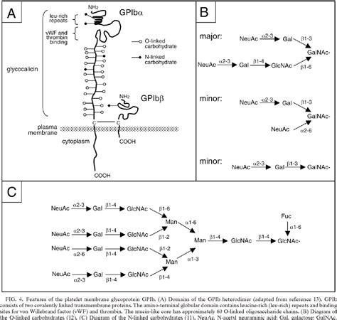 Streptococcus Gordonii Semantic Scholar