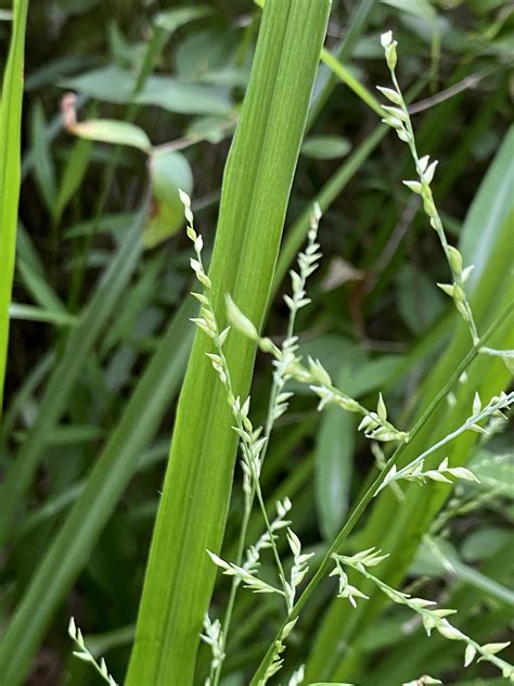 Record 1044260 Details Maryland Biodiversity Project