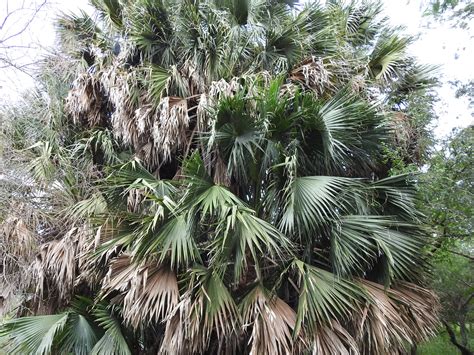 Texas Palmetto Sabal Mexicana