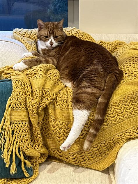 Lt Dangle Checking In R Danglers