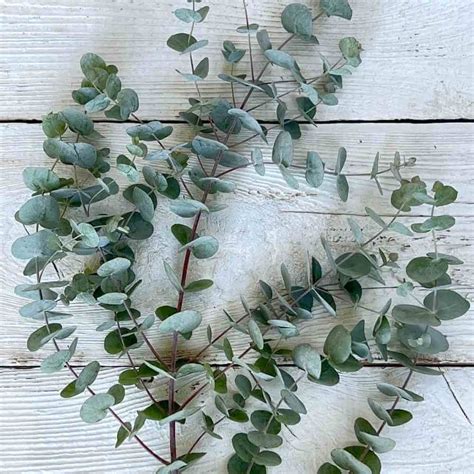 Silver Dollar Eucalyptus Perserved Silver Dollar Eucalyptus Hohm