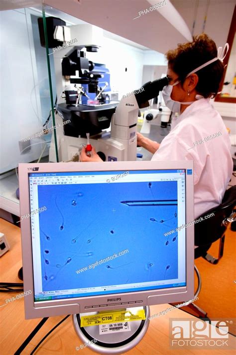 Technician Using A Light Microscope To Inject Human Sperm Into A Human Egg Cell Ovum During In