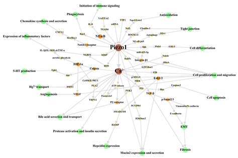Piezo1 In Digestive System Function And Dysfunction