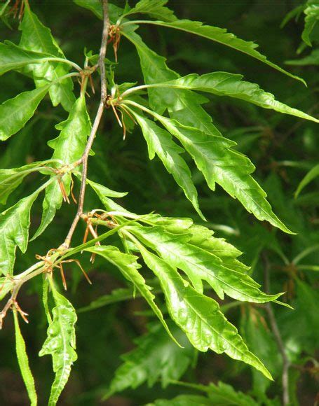 Fagus Sylvatica Striking Specimen Of A Lengthy And Noble Heritage