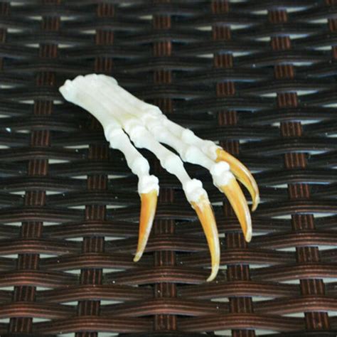 1pcs Real Fox Feet Articulated Bones Claws Paws Taxidermy T