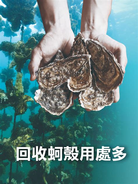 環保永續 回收蚵殼用處多1免費線上看 數位學習 0元 Myvideo｜陪你每一刻