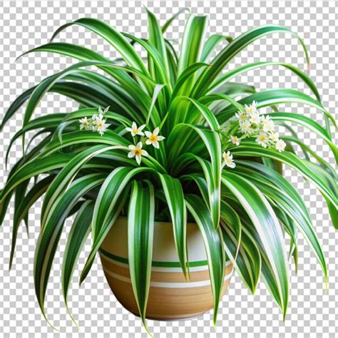 Spider Plant Chlorophyte Colosseum Premium Ai Generated Psd
