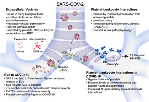 The Migration Of Inflammatory Cells Specifically Monocytes Is Download Scientific Diagram