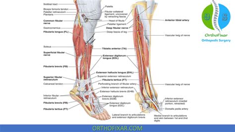 Anterior Compartment Of Leg