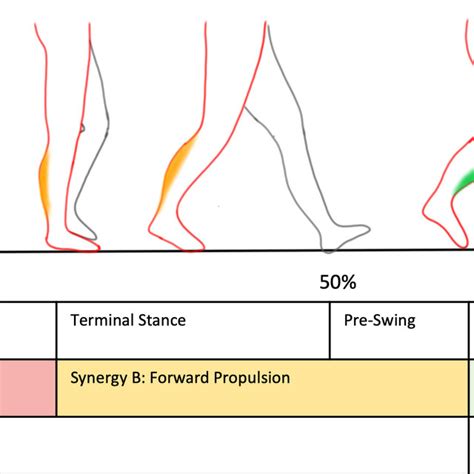 Reconstruction Algorithm For Complete Sciatic Nerve Injuries
