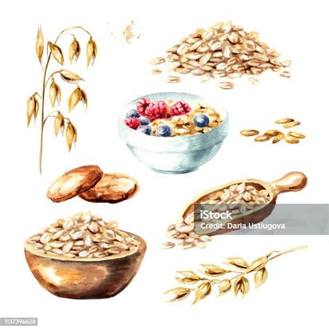 귀리 귀와 귀리 제품 시리얼 곡물 쿠키 죽 뮤 즐 리 세트 수채화 손으로 그린 그림 흰색 배경에 고립 귀리에 대한 스톡 벡터 아트 및 기타 이미지 Istock