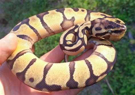 ball python morphs available at olympian exotics ball python morphs