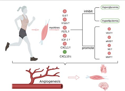 Figure 1 From The Role Of Exercise Induced Myokines In Promoting