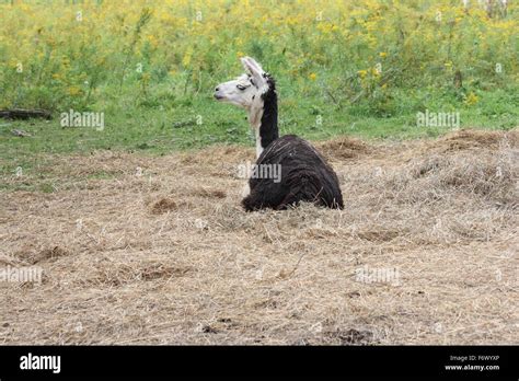 Llama On A Small Hobby Farm Laying In A Pile Of Straw The Llama Is A Domesticated South