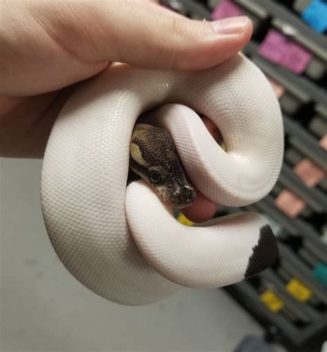 Panda Pied Super Black Pastel Pied Ball Python By Palumbos Pythons