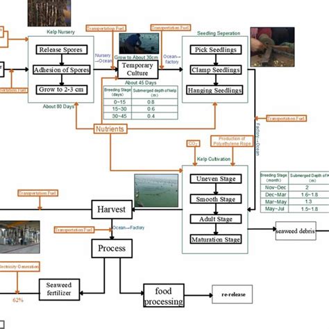 Seaweed Biochar Seaweed Fertilizer Processing Equipment The Download Scientific Diagram