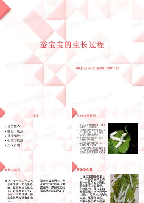 蚕宝宝的生长过程PPT模板下载 编号lvdonkwb 熊猫办公