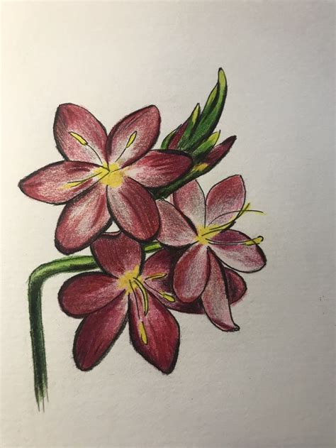 Ботанический скетч | Flower tattoo, Lotus flower tattoo, Tattoos