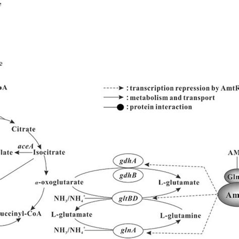 Pdf Transcriptomic And Enzymatic Analysis Reveals The Roles Of Glutamate Dehydrogenase In