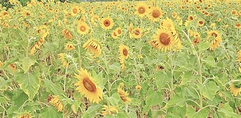 ကျောက်ဆည်မြို့နယ်၌ ဆောင်းနေကြာသီးနှံ ဧက ၉၆၂၀ စိုက်ပျိုးပြီးဖြစ် Myawady Webportal