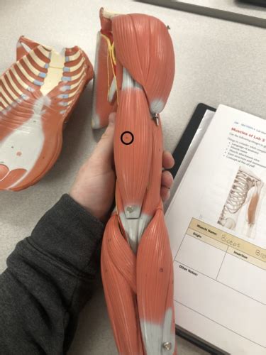 Lab Exam 2 Flashcards Quizlet