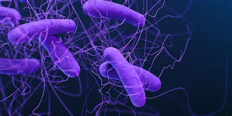 Scientists Make Critical Progress Toward Preventing C Diff Infections Scientists Make Critical Progress Toward Preventing C Diff Infections