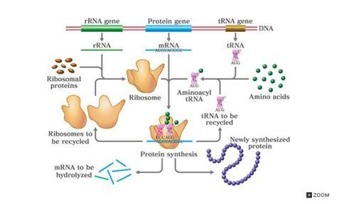 Rna Types Biochemistry Medbullets Step 1
