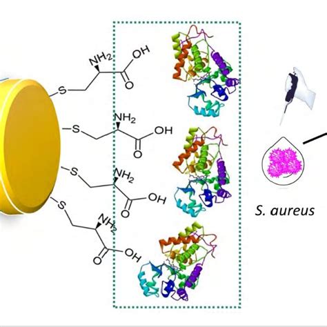 Schematic Representation Of Gold Modified Electrode With Ggp And