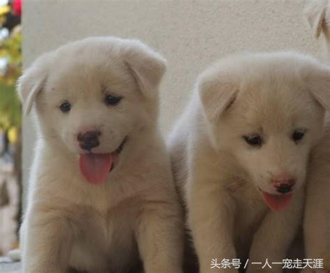 中華田園犬幼犬可愛圖片 每日頭條
